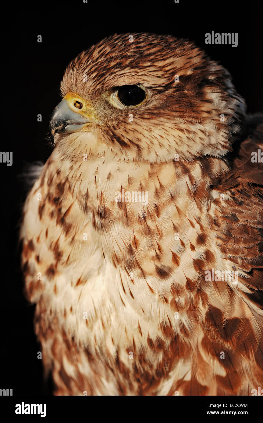 Saker Falcon (Falco cherrug Stock Photo - Alamy