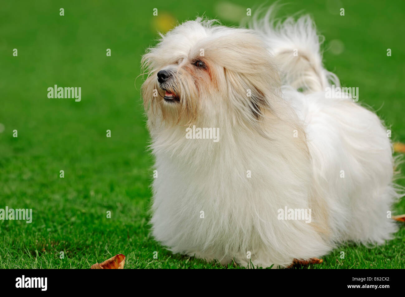 Coton de tulear hi-res stock photography and images - Alamy