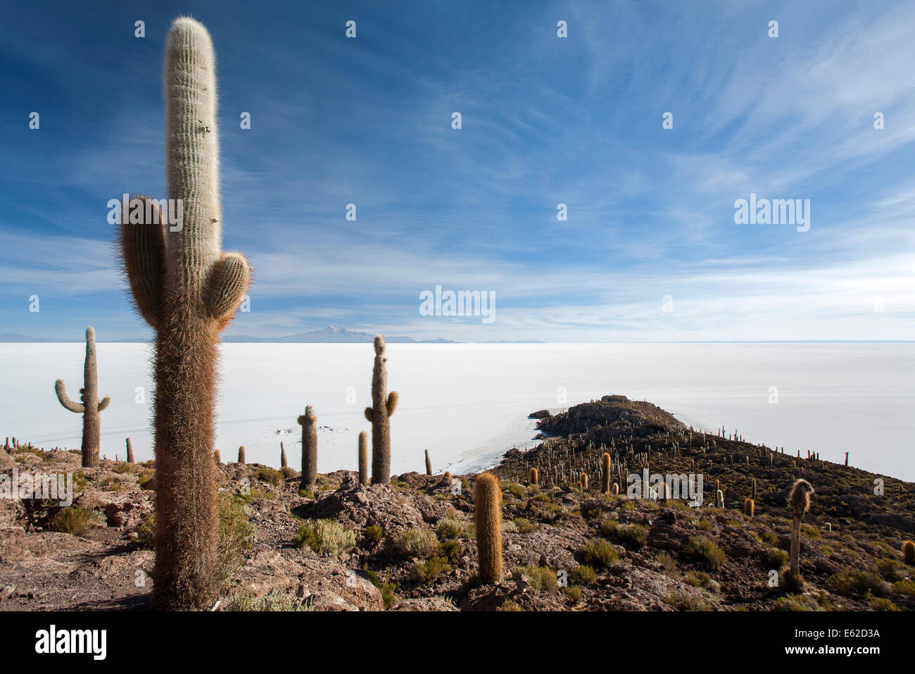Giant cactus. Fish Island (Incahuasi). Salar de Uyuni. Bolivia Stock ...