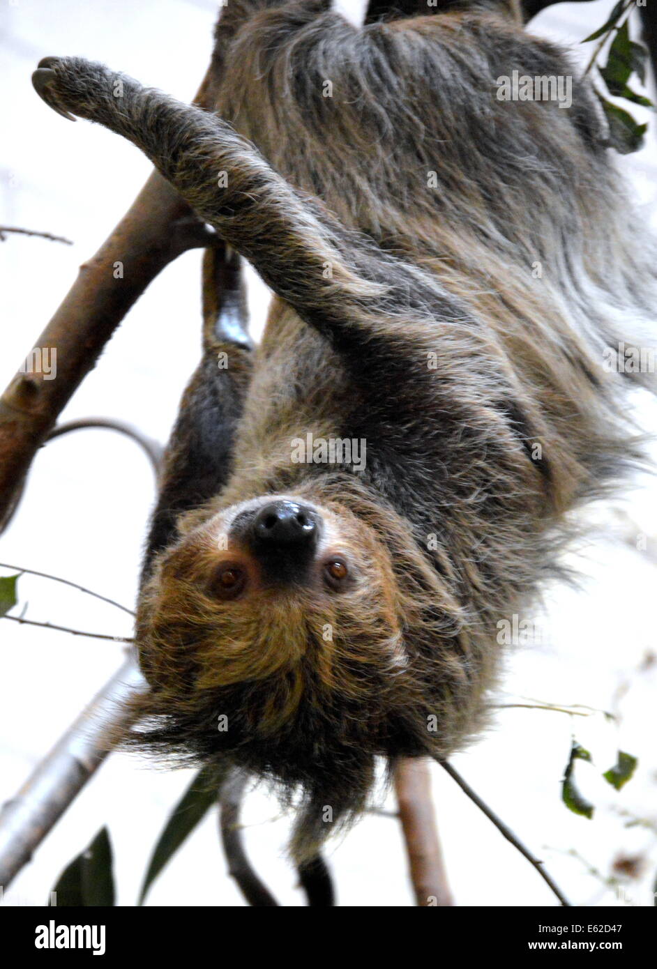 Two Toed Sloth Stock Photo - Alamy
