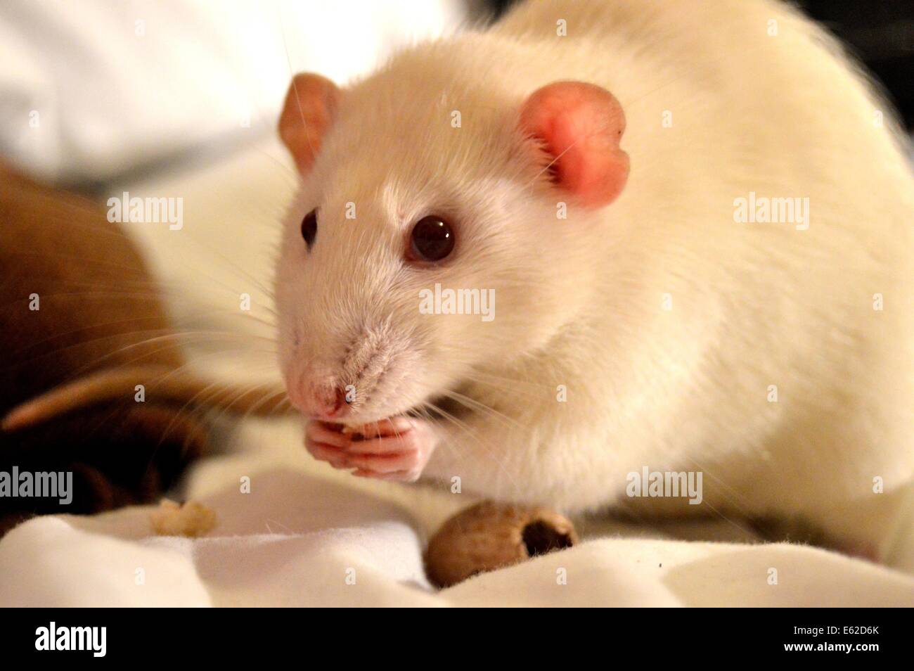 Norwegian rat hi-res stock photography and images - Alamy