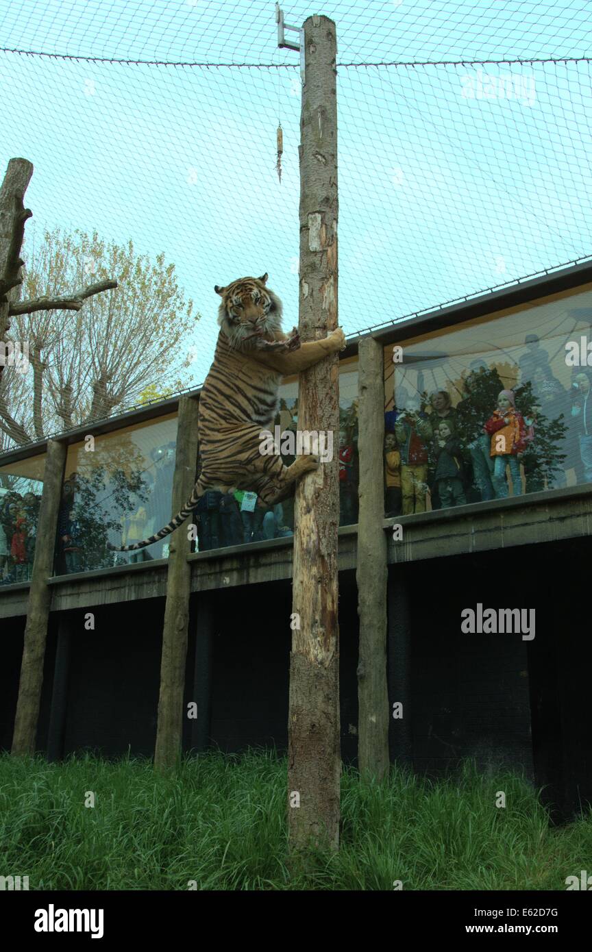 Siberian tiger zoo hi-res stock photography and images - Alamy