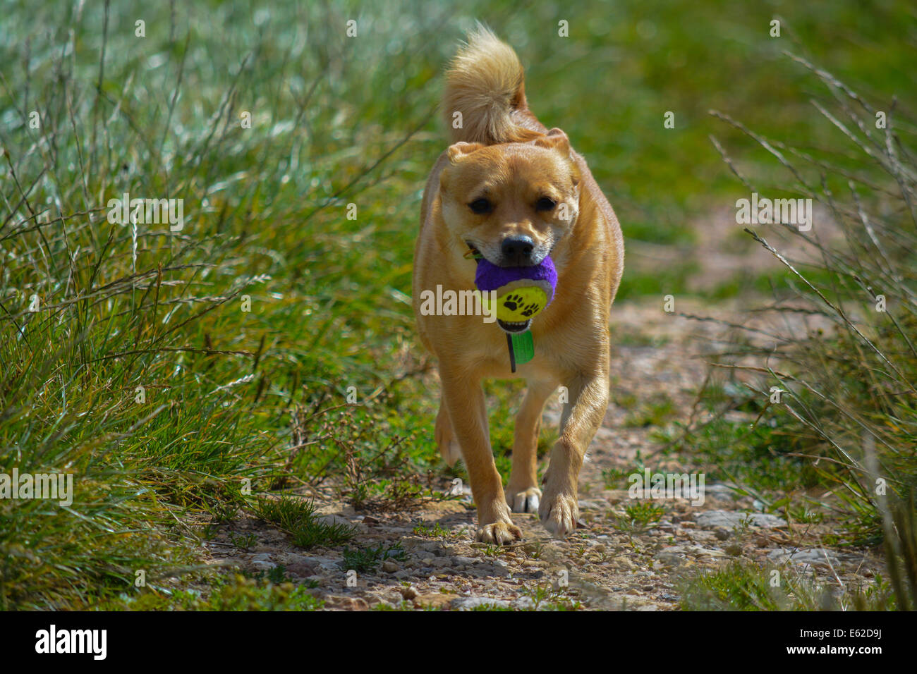 Fetching dog hi-res stock photography and images - Alamy