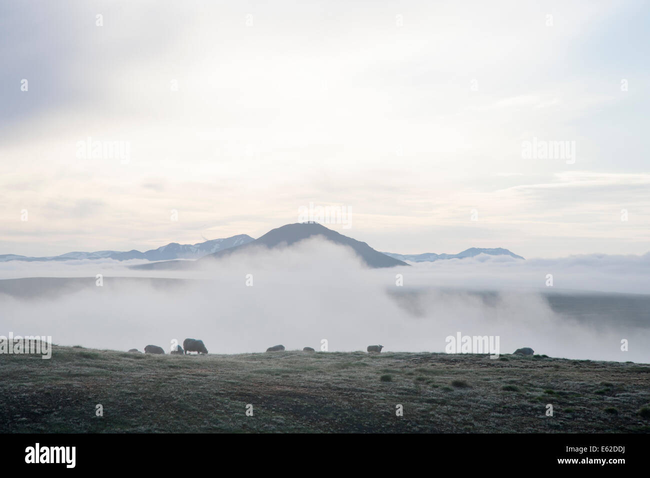 Early Morning Mist at Lake Myvatn with sheep Iceland LA007262 Stock ...