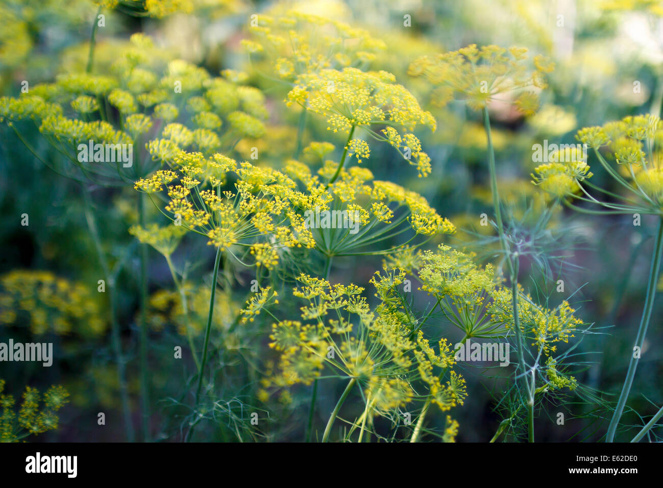 dill blooming with yellow flowers Stock Photo - Alamy