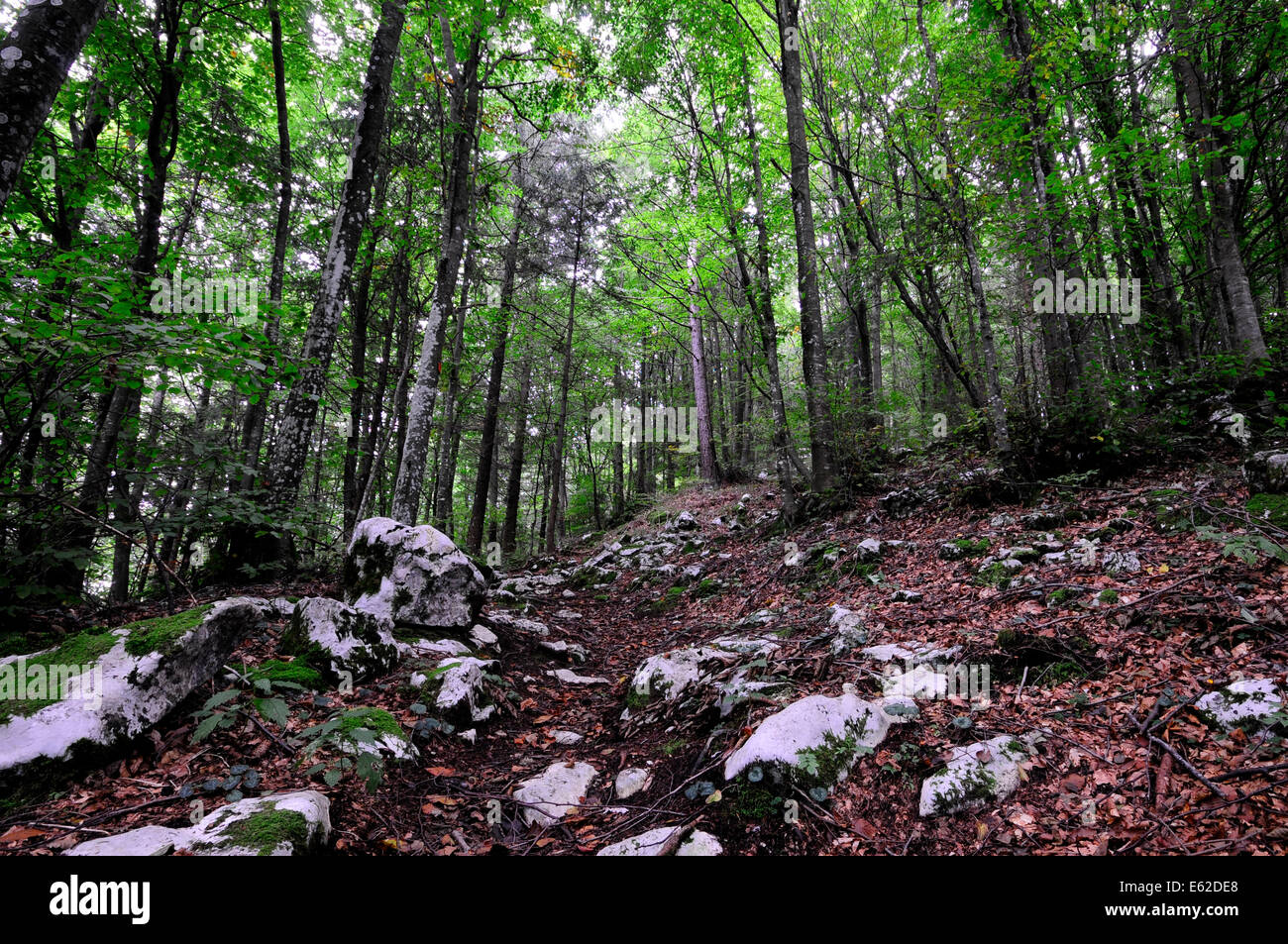 Old pine plantation hi-res stock photography and images - Alamy