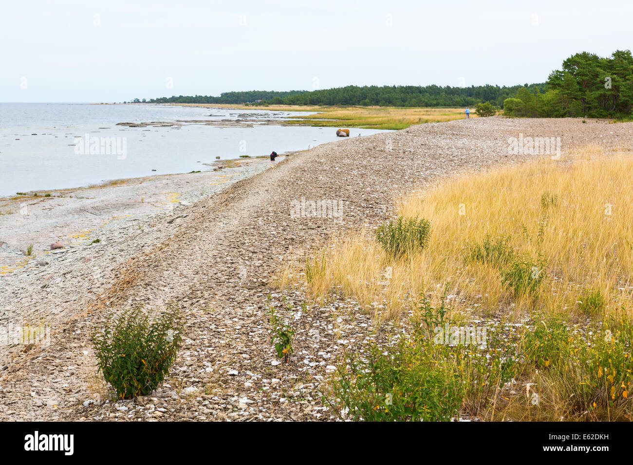 Footpath to the beach at Neptunes fields in Oland, Sweden Stock Photo ...