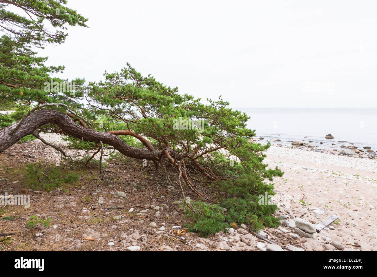Pine tree growing on beach hi-res stock photography and images - Alamy