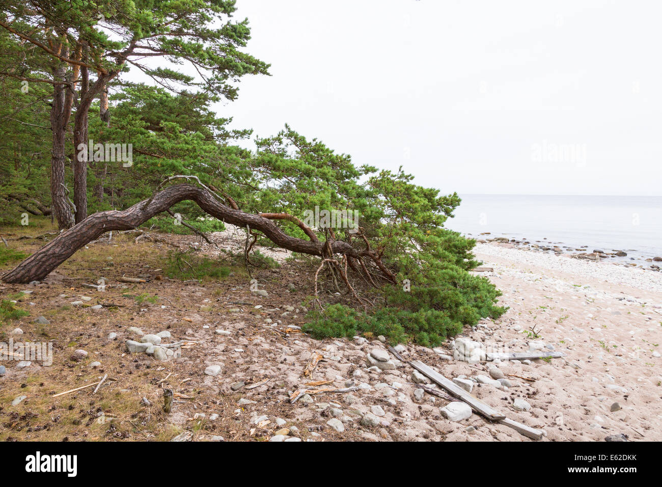 Pine tree growing on beach hi-res stock photography and images - Alamy