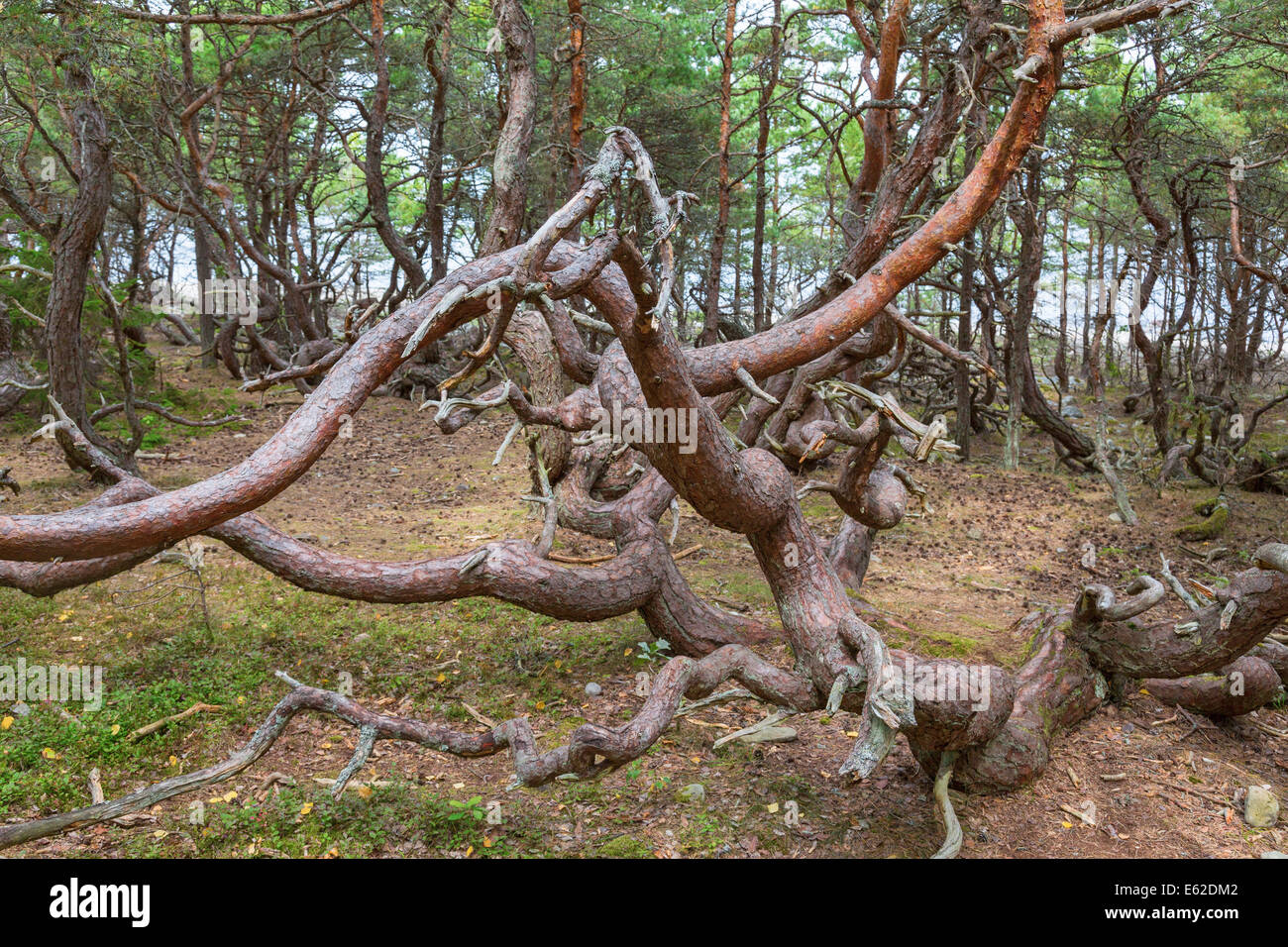 Old gnarled pine trees in a primeval forest Stock Photo - Alamy