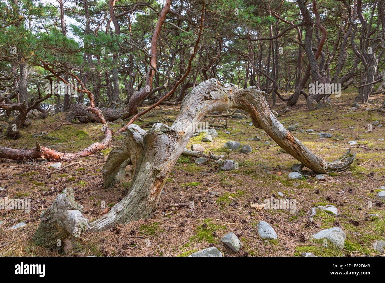 Old gnarled pine trees in a primeval forest Stock Photo - Alamy