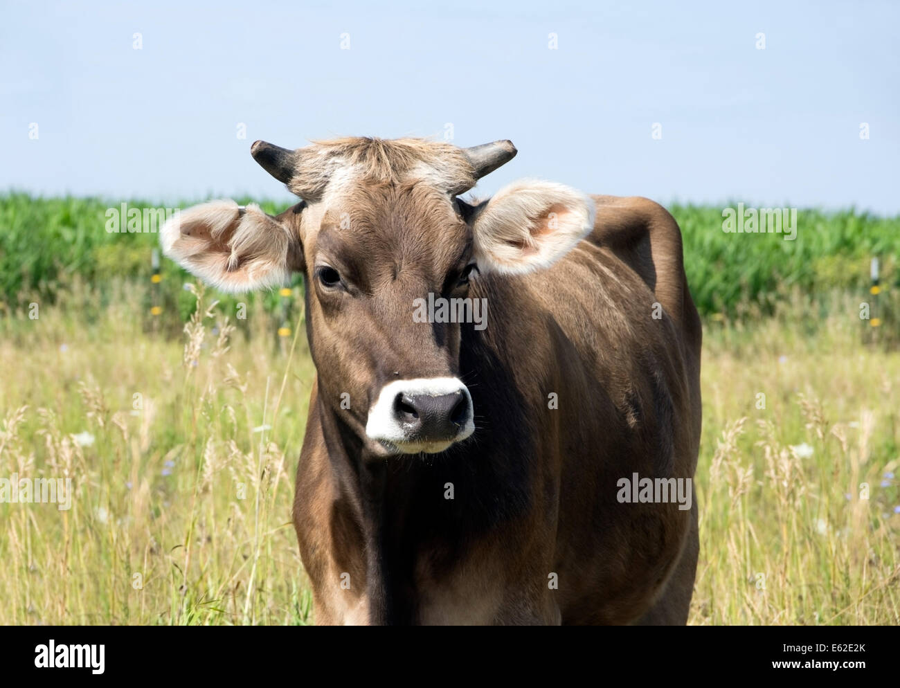 Jersey cattle hi-res stock photography and images - Alamy