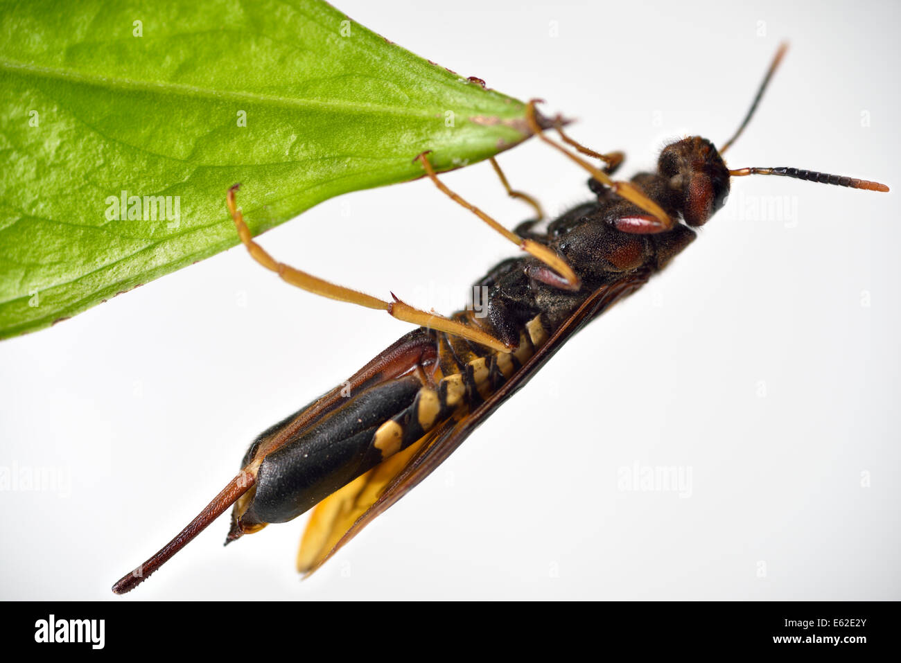Underside of Female Pigeon Horntail Wasp Siricidae Tremex clinging to a ...
