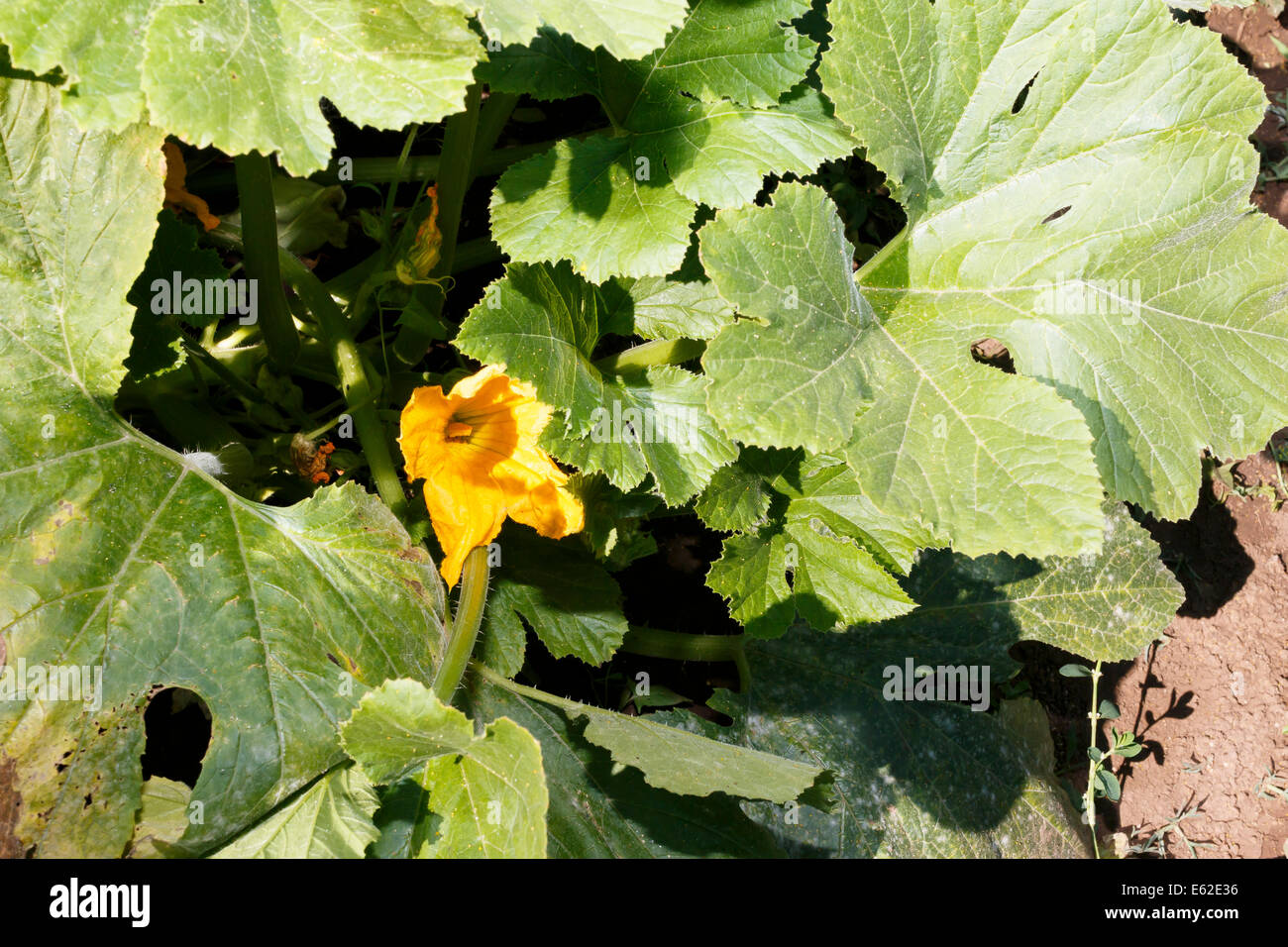 cucurbita pepo, Patty pan squash flowering in the garden Stock Photo ...