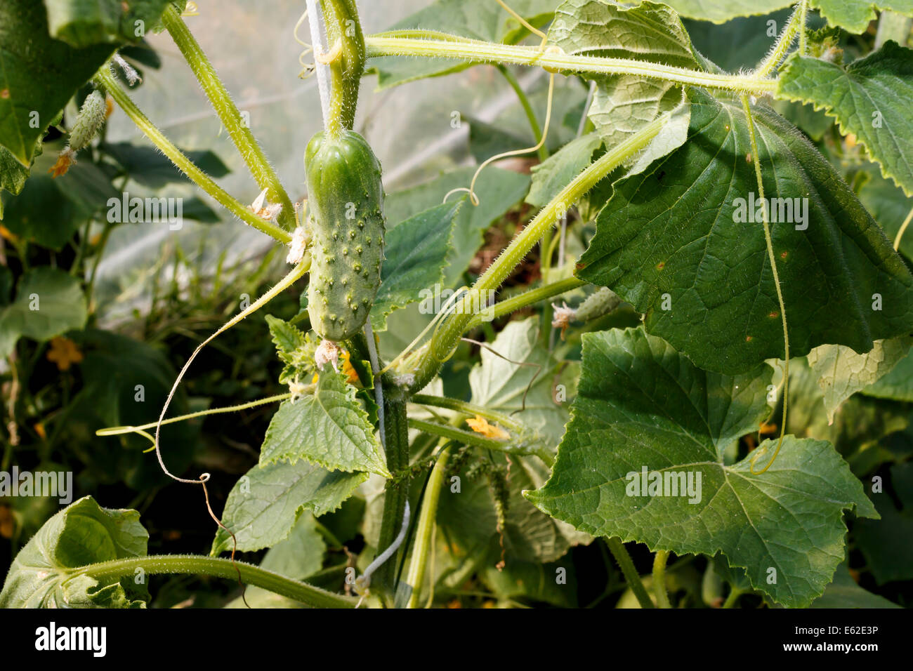 small cucumber in greenhouse Stock Photo - Alamy