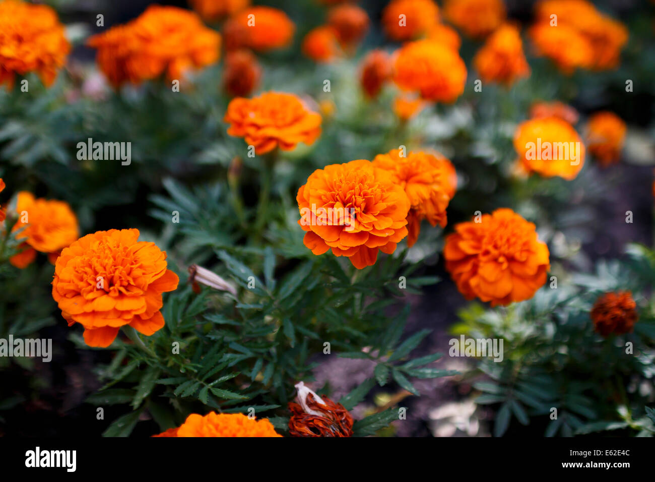 Bright marigold colors hi-res stock photography and images - Alamy