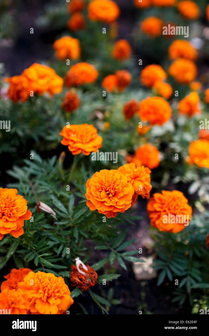 Bright marigold colors hi-res stock photography and images - Alamy