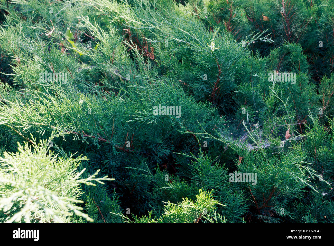 juniper, juniperus virginiana Hetz Stock Photo - Alamy