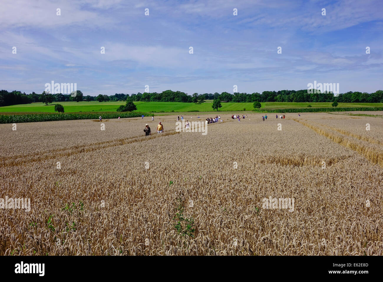People admire a crop circle in a corn field at Rasiting, Upper Bavaria ...