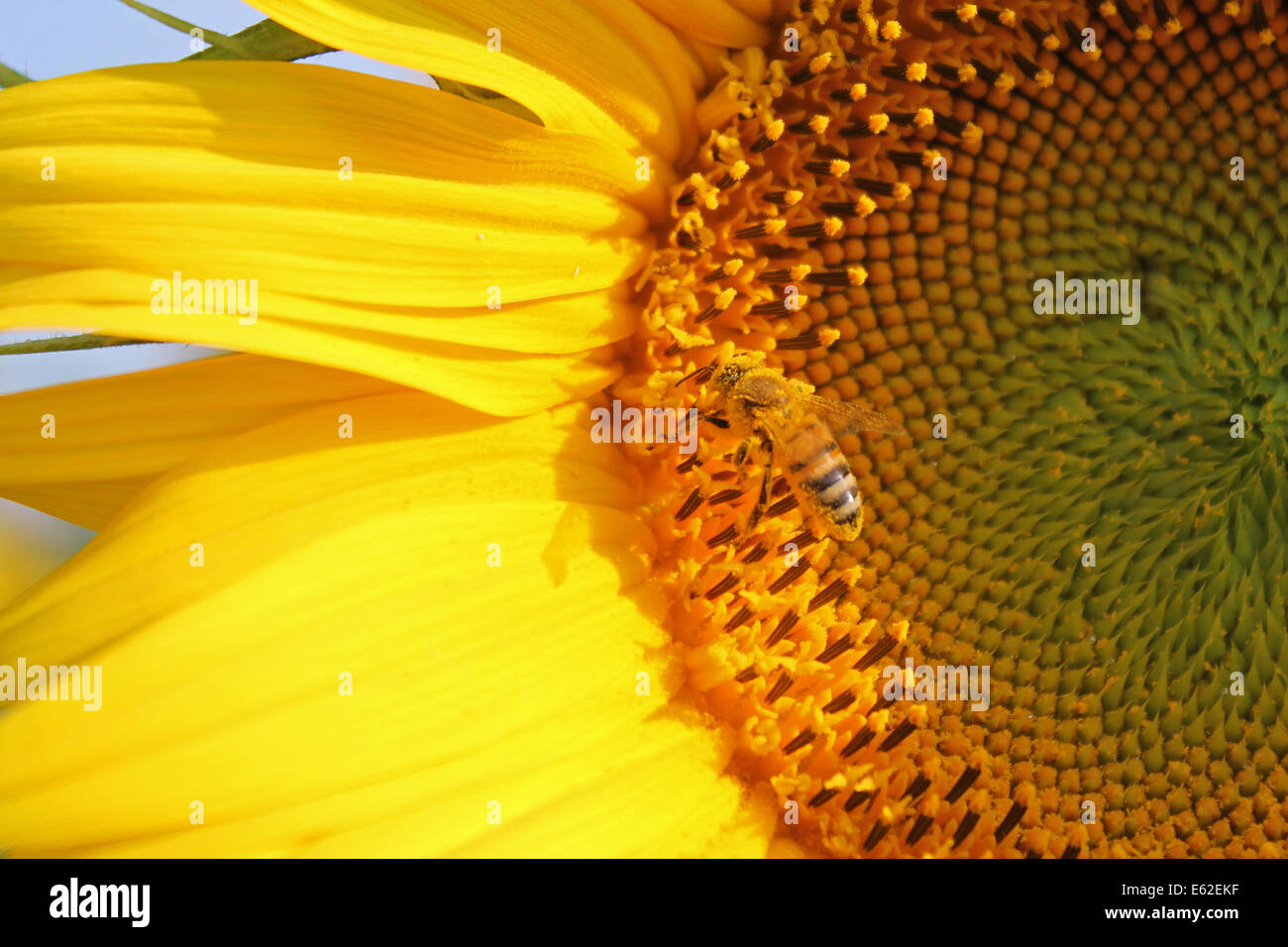 Honey bee on sunflower Stock Photo - Alamy