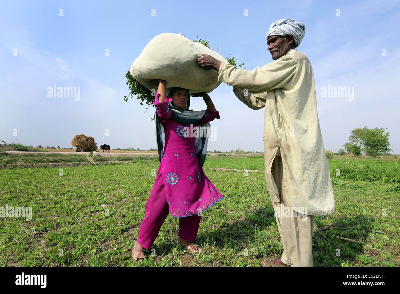 Farmers carry a sack of harvested clover to feed their animals, near ...