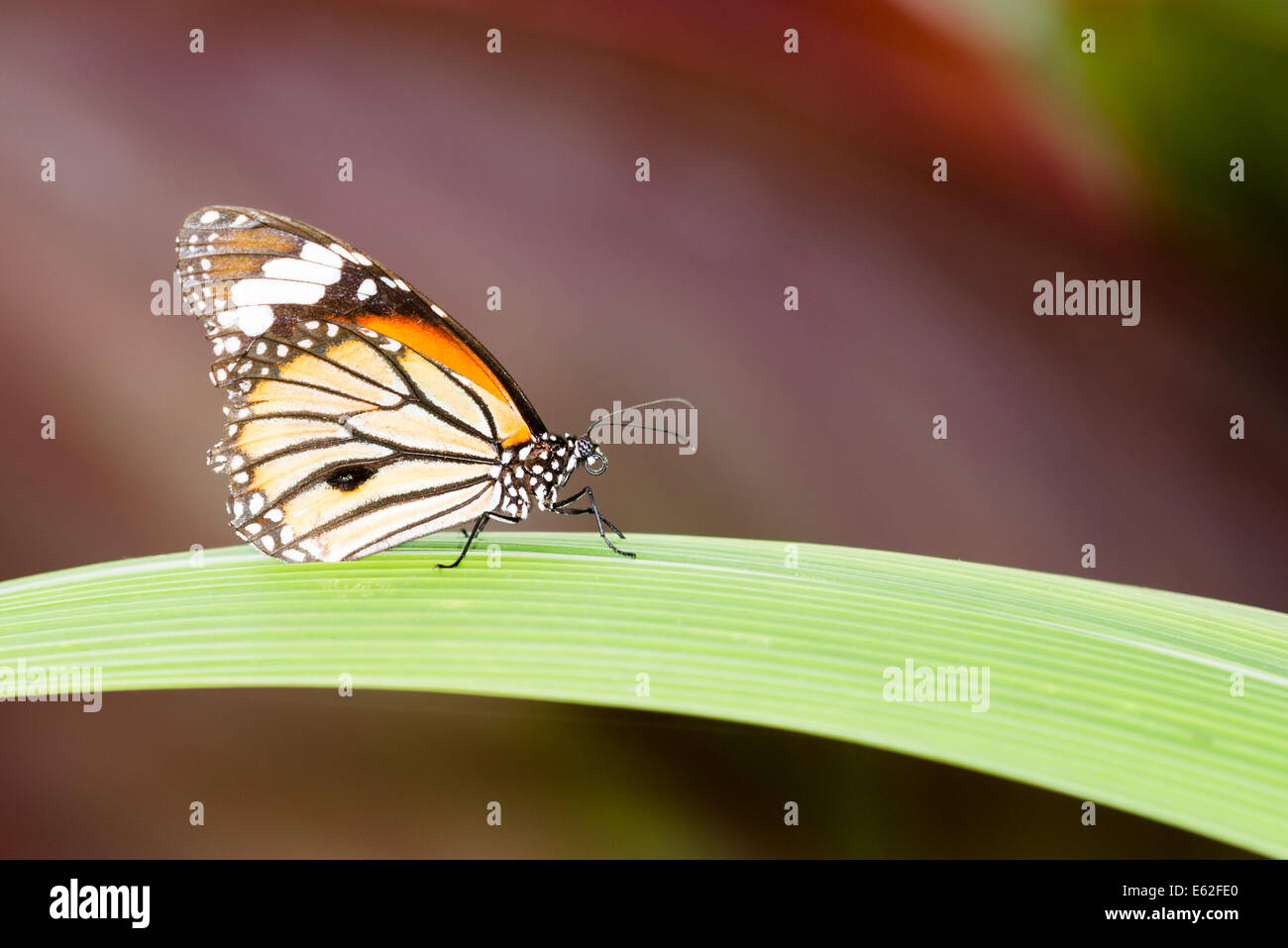 A Monarch butterfly at rest Stock Photo - Alamy