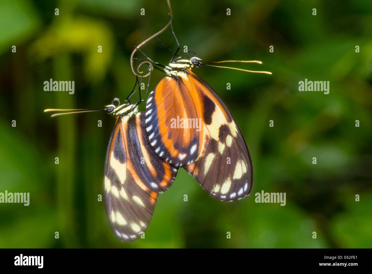 Tiger mating hi-res stock photography and images - Alamy