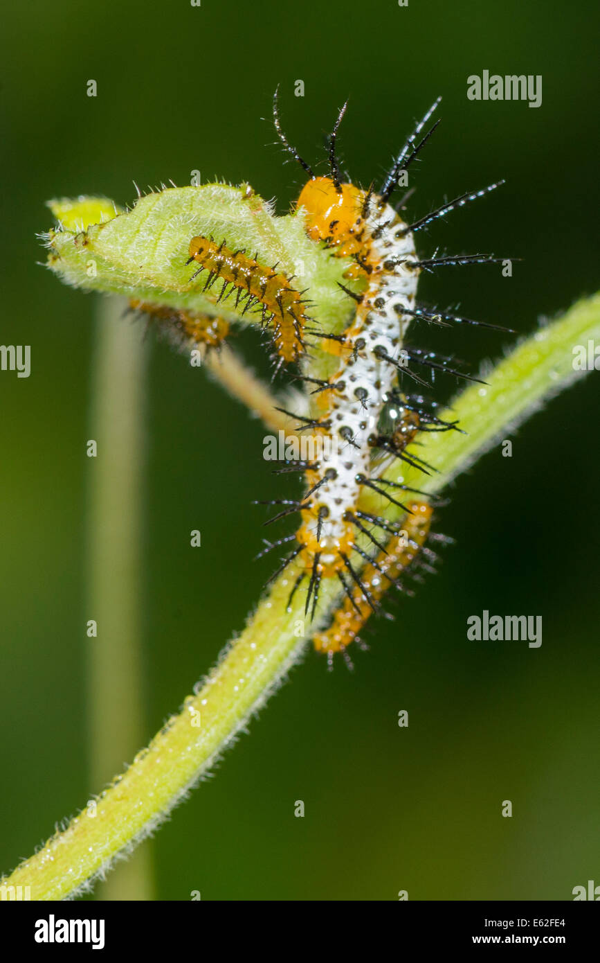 Larvae of the Tiger-striped Longwing Stock Photo - Alamy