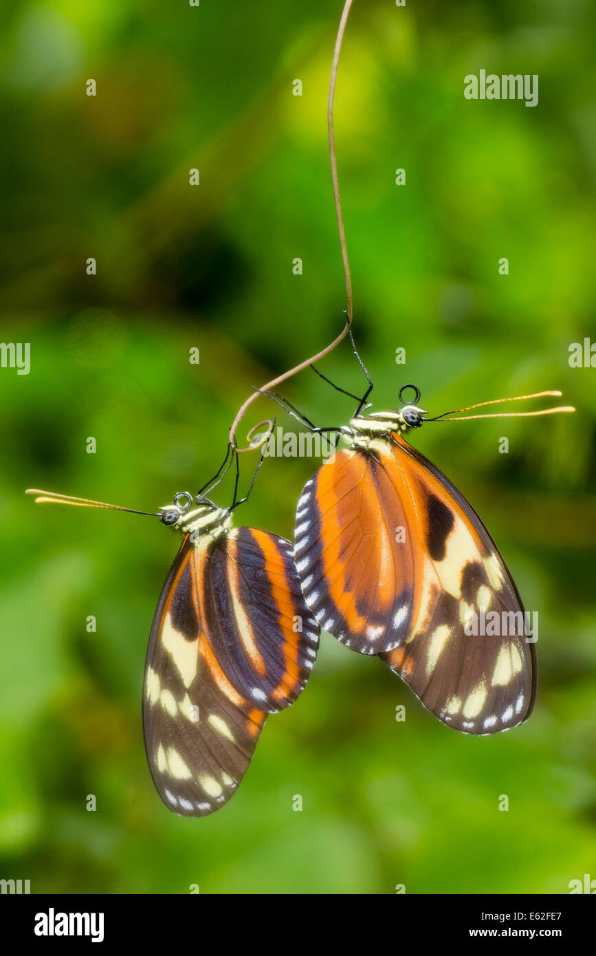 Striped Tiger Butterflies High Resolution Stock Photography and Images ...