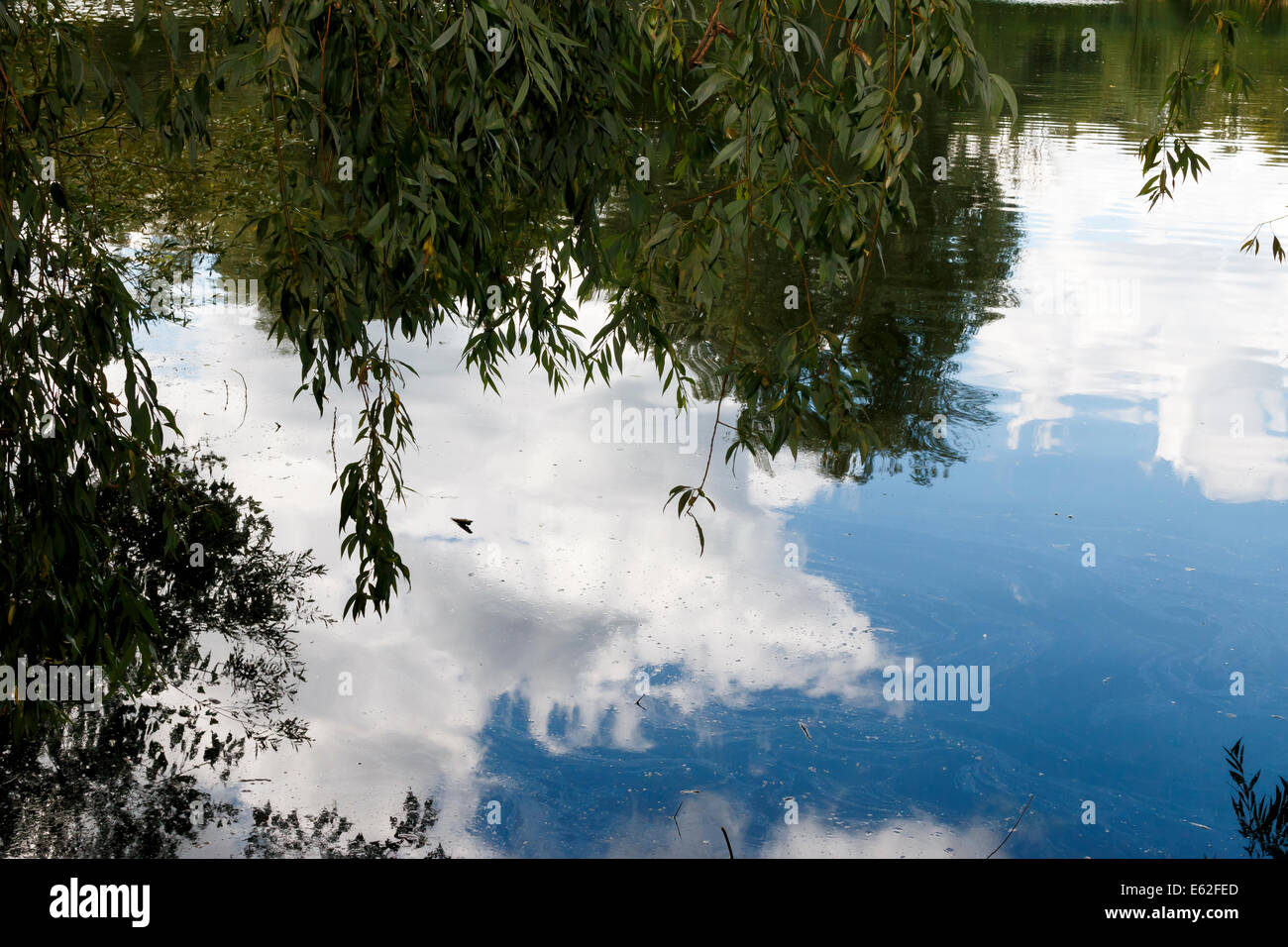 Reflection Weeping Willow High Resolution Stock Photography and Images ...