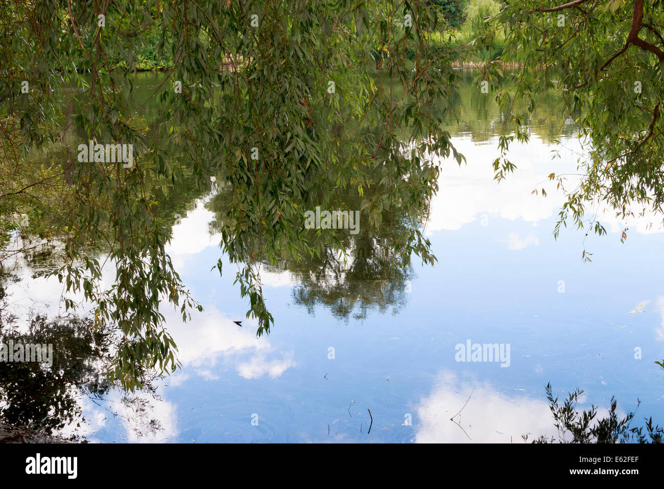 Reflection weeping willow hi-res stock photography and images - Alamy