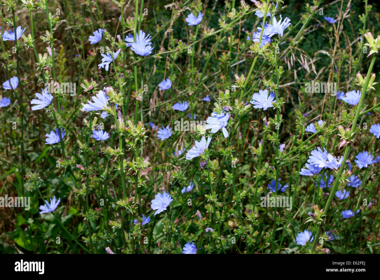 Blue chicory hi-res stock photography and images - Alamy