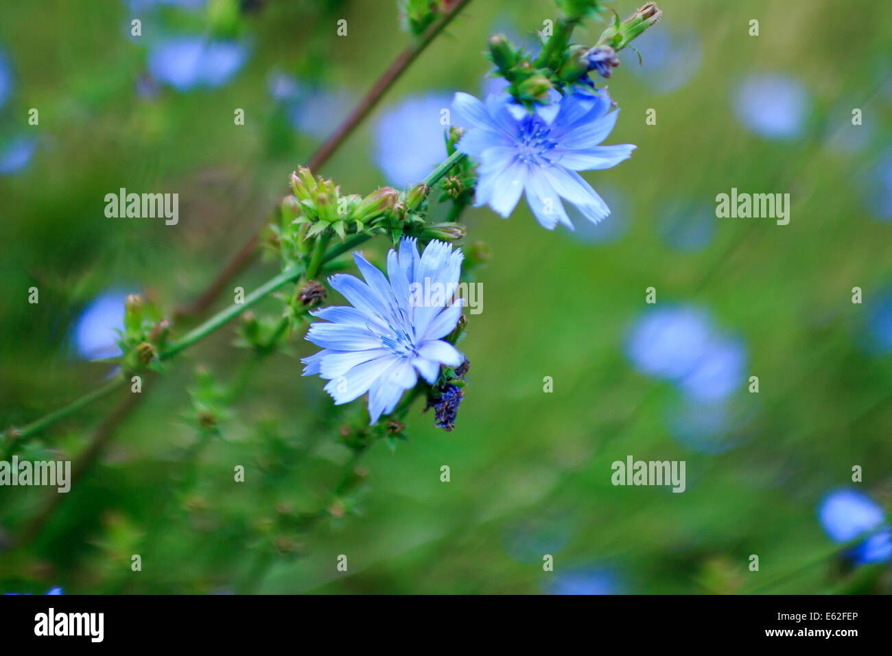 Blue chicory flowers hi-res stock photography and images - Alamy
