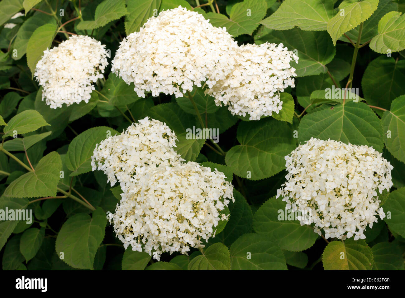 Hydrangea arborescens Annabelle white shrub Stock Photo - Alamy