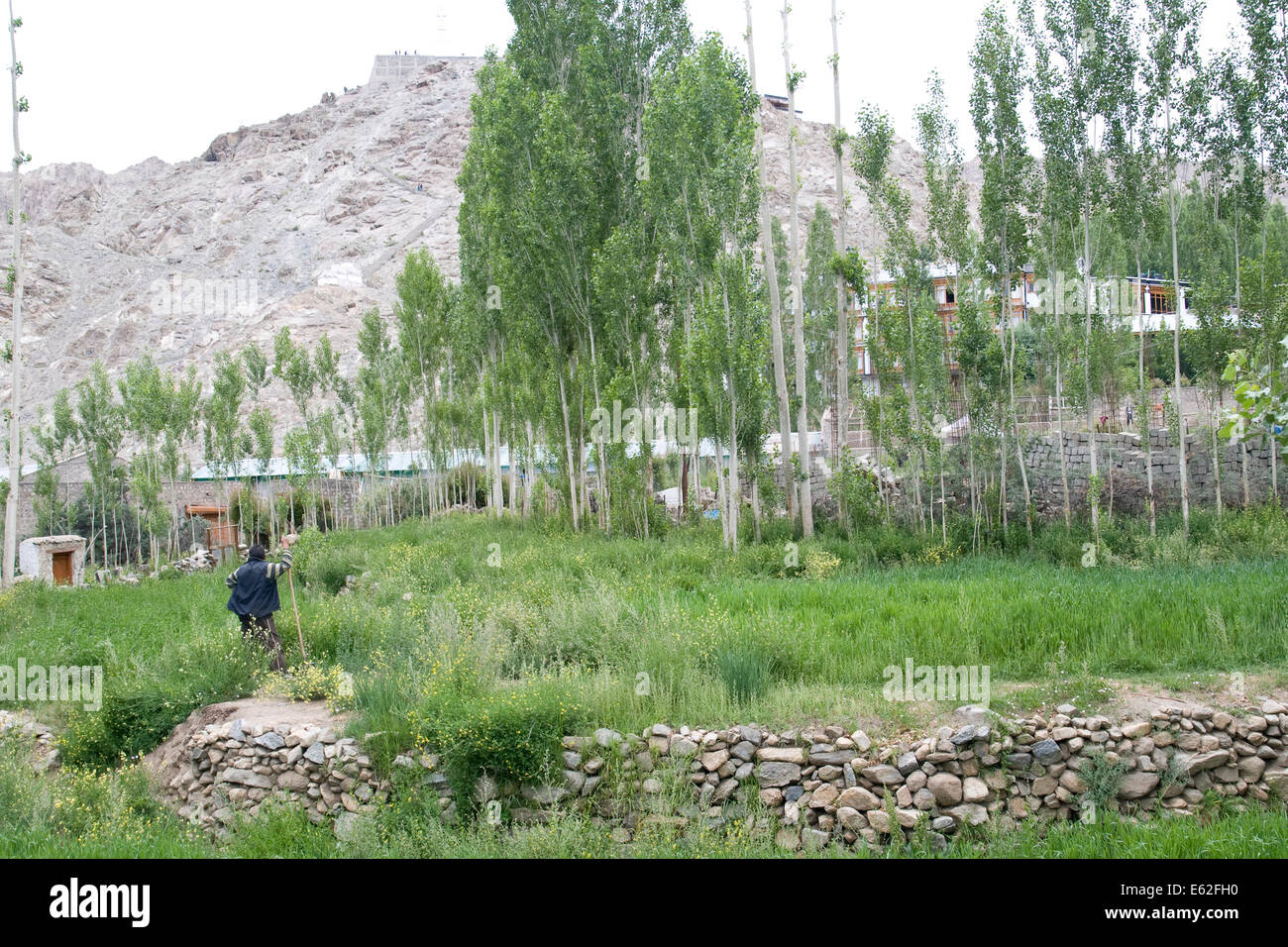Trees growing in Leh, Ladakh Stock Photo - Alamy