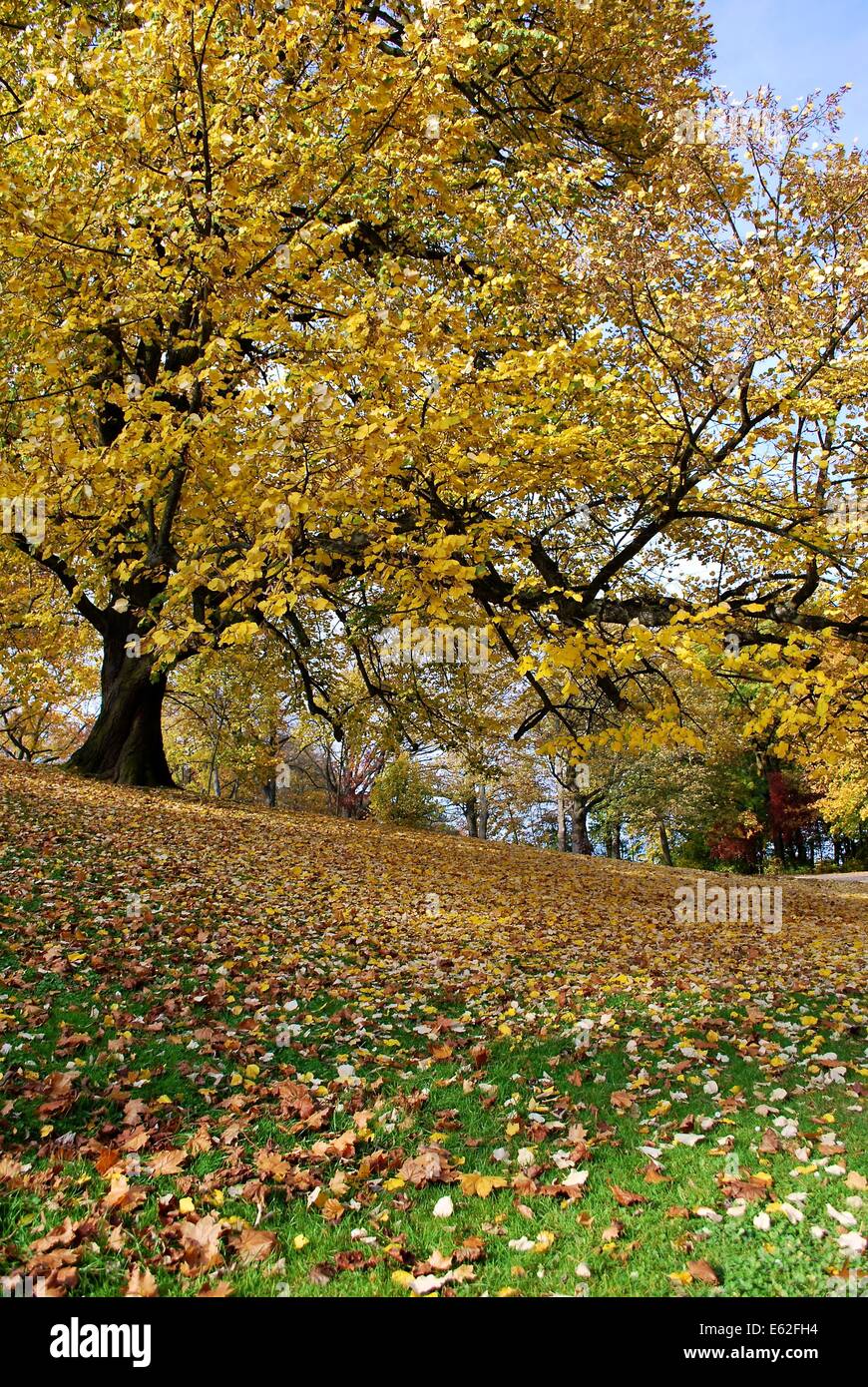 Day in brussels hi-res stock photography and images - Alamy