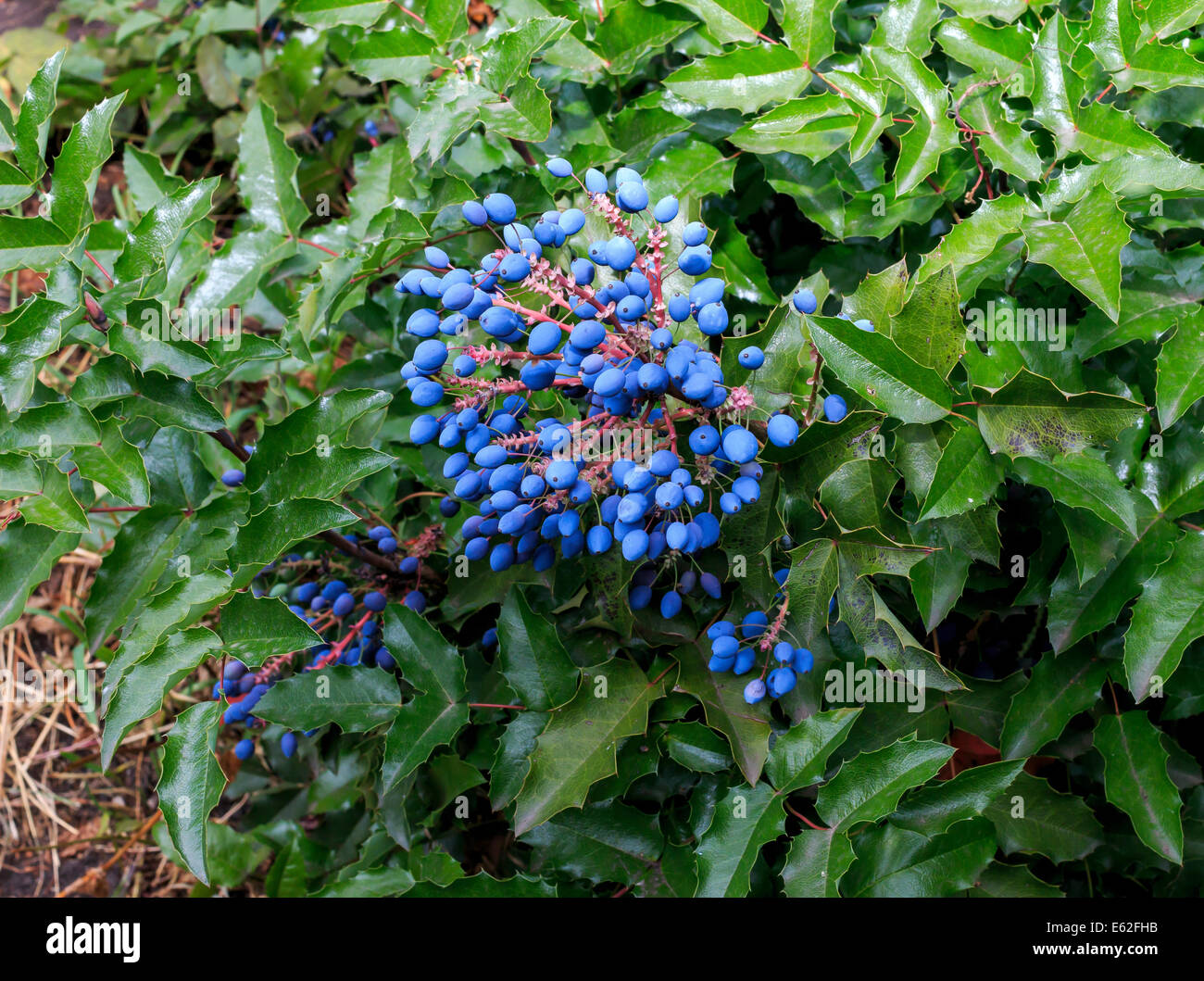 mahonia aquifolium Oregon grape Stock Photo - Alamy
