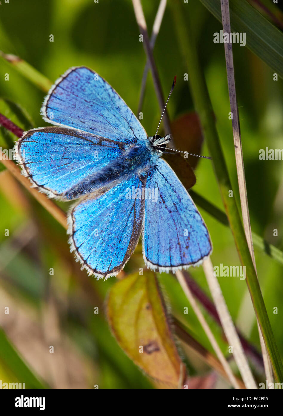 Adonis Blue butterfly. Denbies Hillside, Ranmore Common, Surrey ...