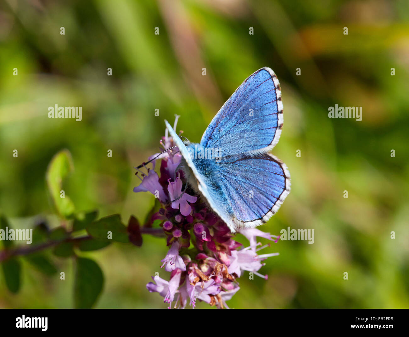 Adonis Blue butterfly feeding on Wild Marjoram. Denbies Hillside ...