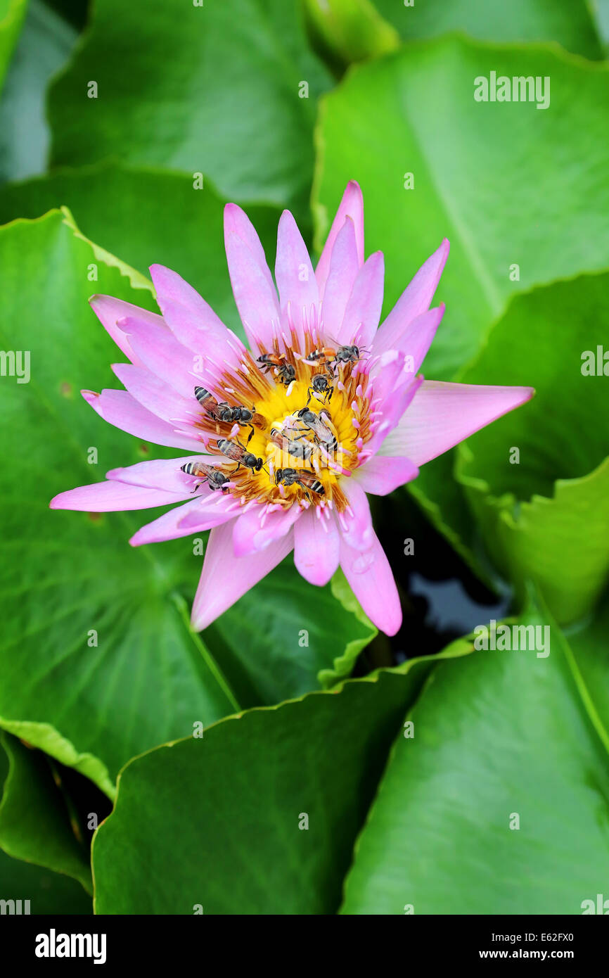 The glow of a water lilly flower attracted a legion of small asian ...