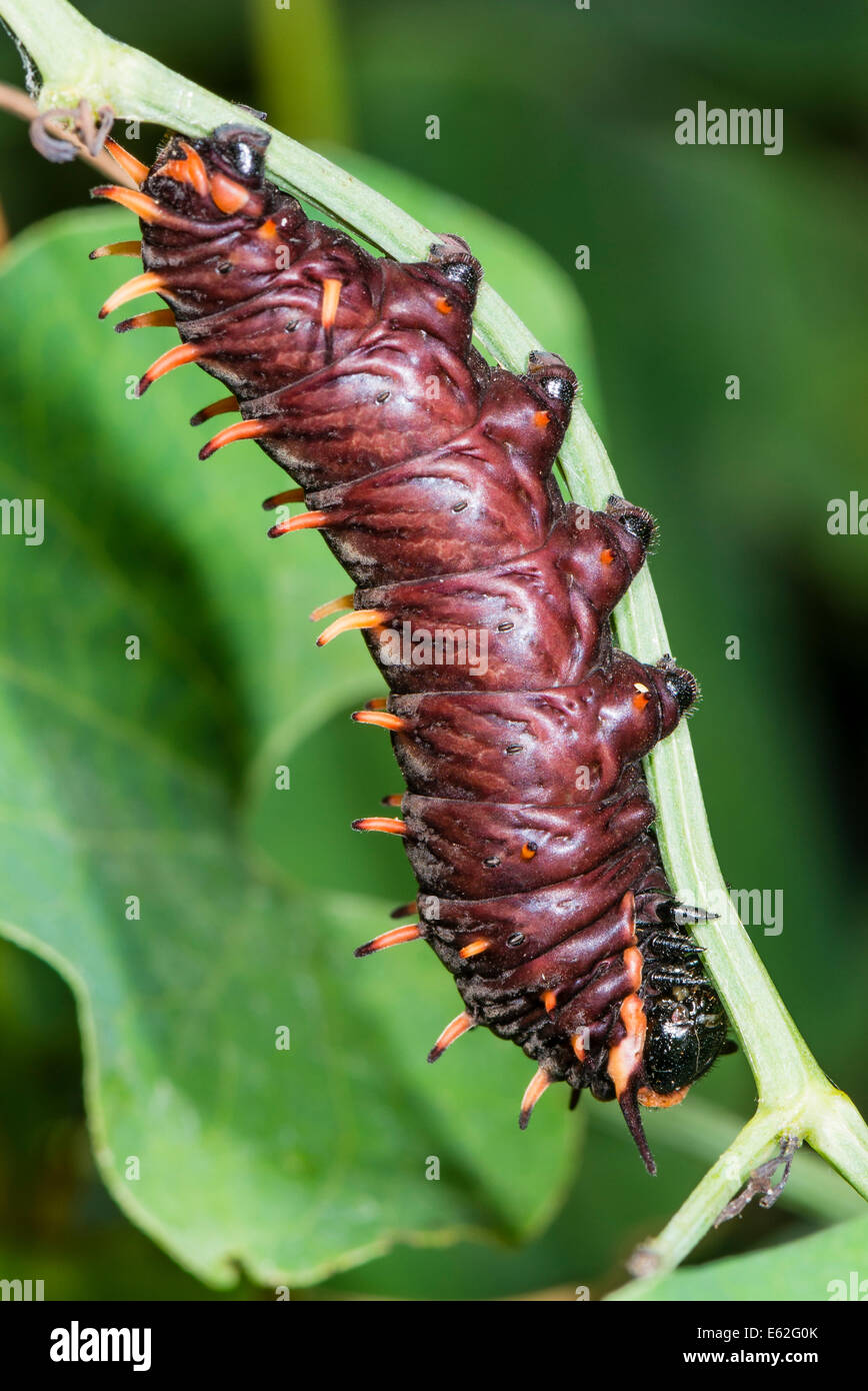 Common Blue Butterfly Caterpillar