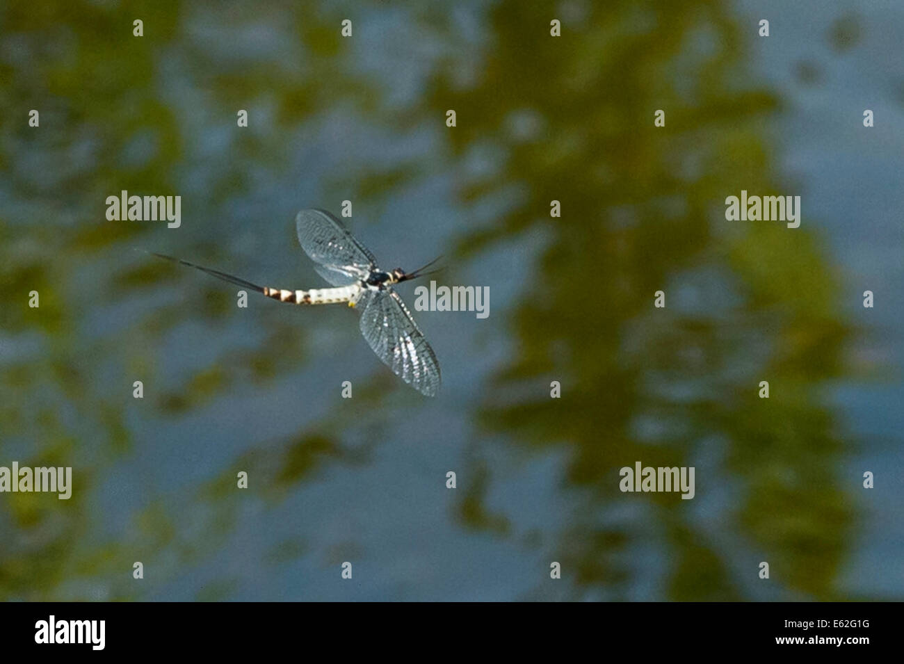 A Mayfly flying during a June hatch Stock Photo - Alamy