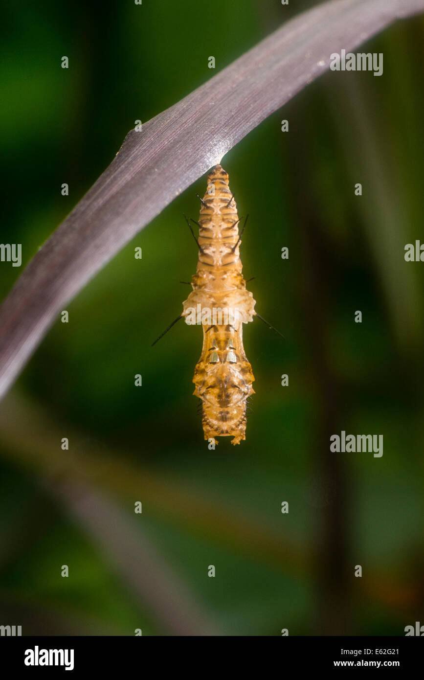 Butterfly chrysalis blue hi-res stock photography and images - Alamy