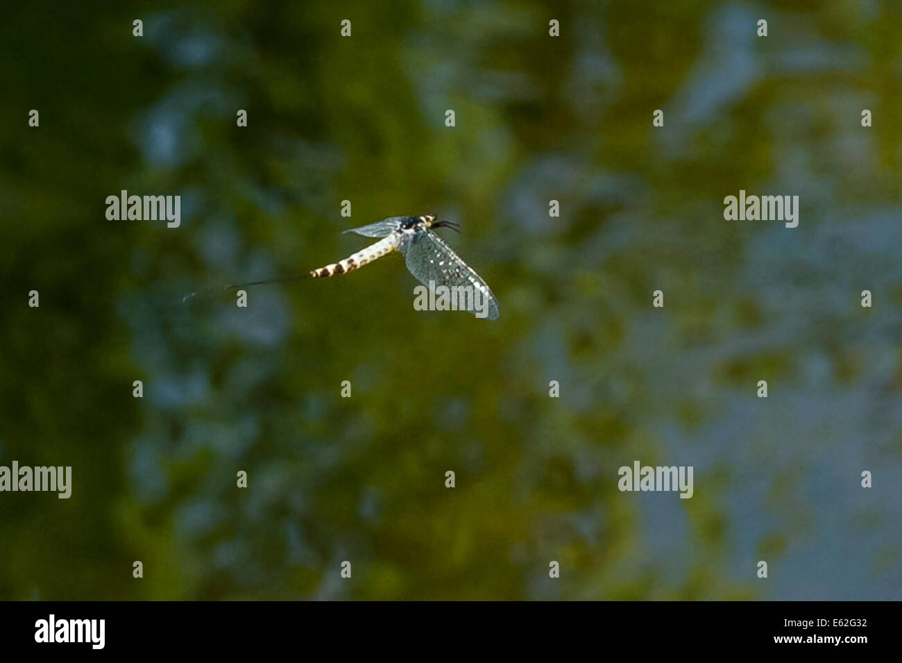 A Mayfly flying during a June hatch Stock Photo - Alamy
