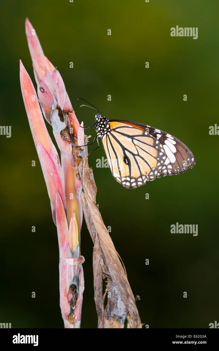 A Monarch butterfly at rest Stock Photo - Alamy