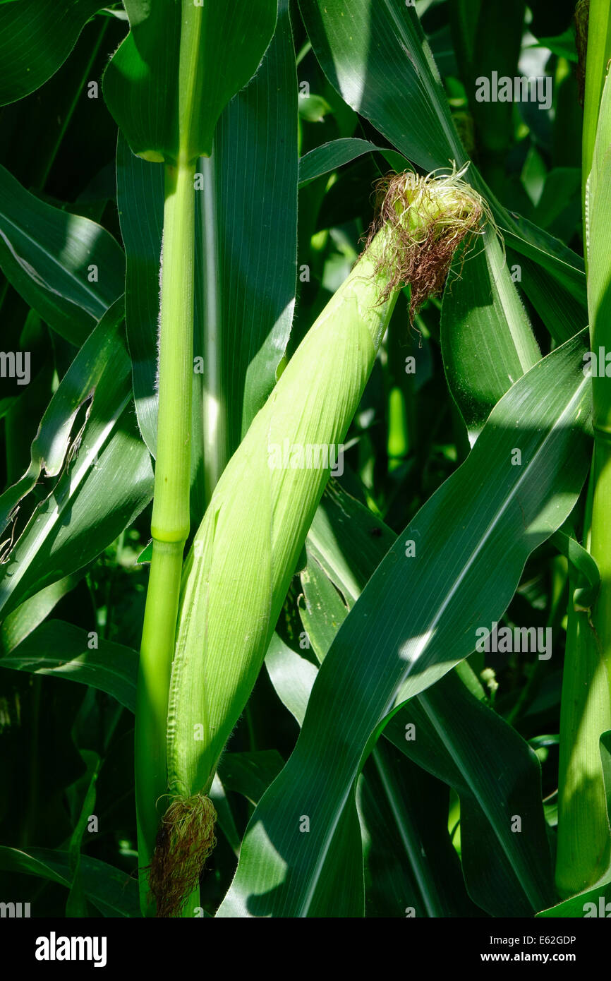 German cultivations hi-res stock photography and images - Alamy