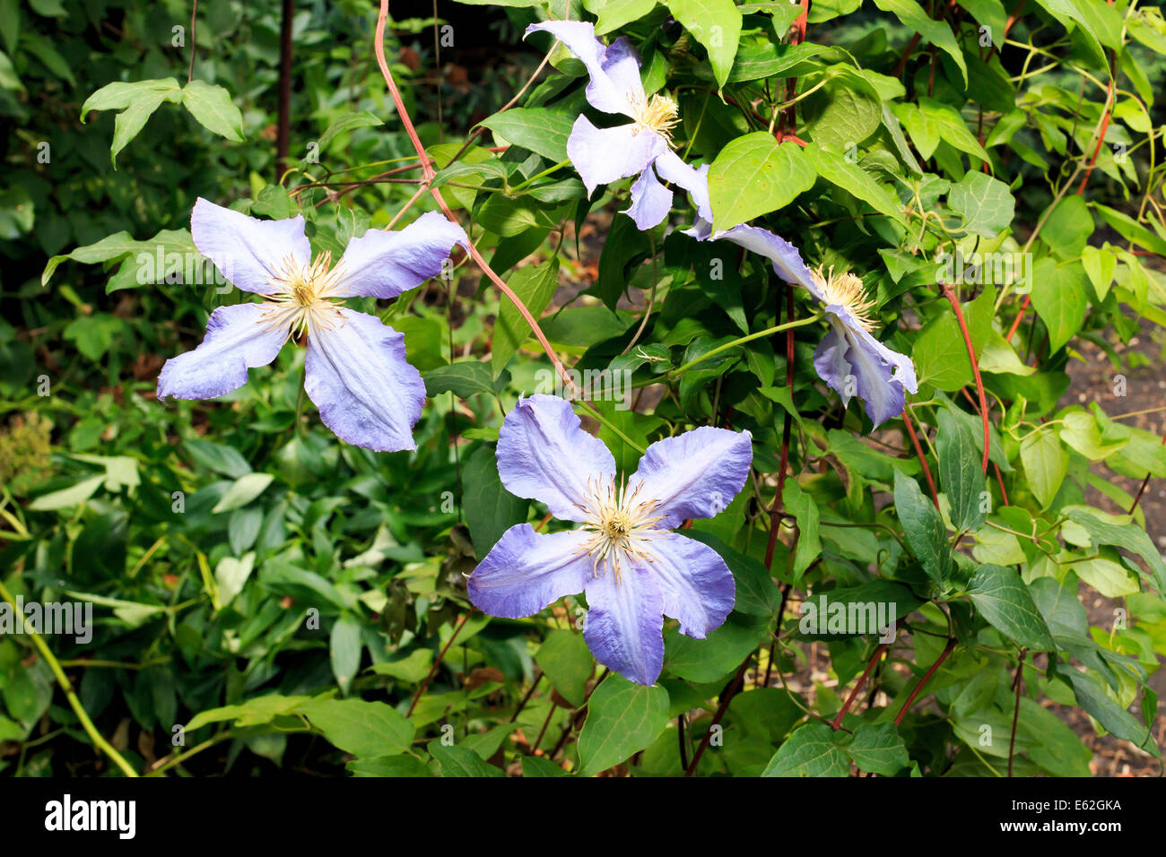light blue clematis liana Stock Photo - Alamy