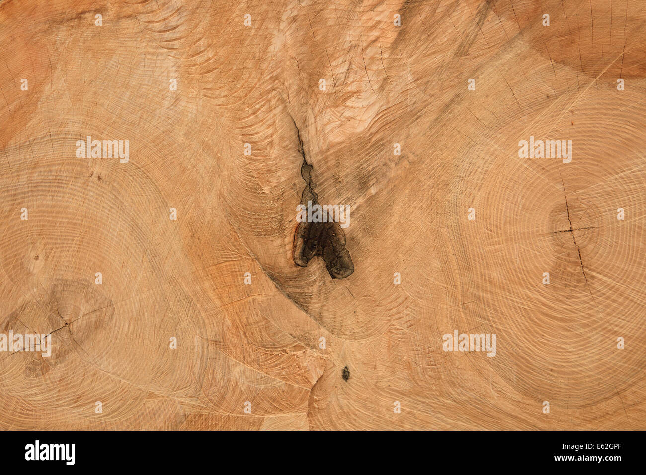 Close-up of a cross section of a tree stump Stock Photo - Alamy