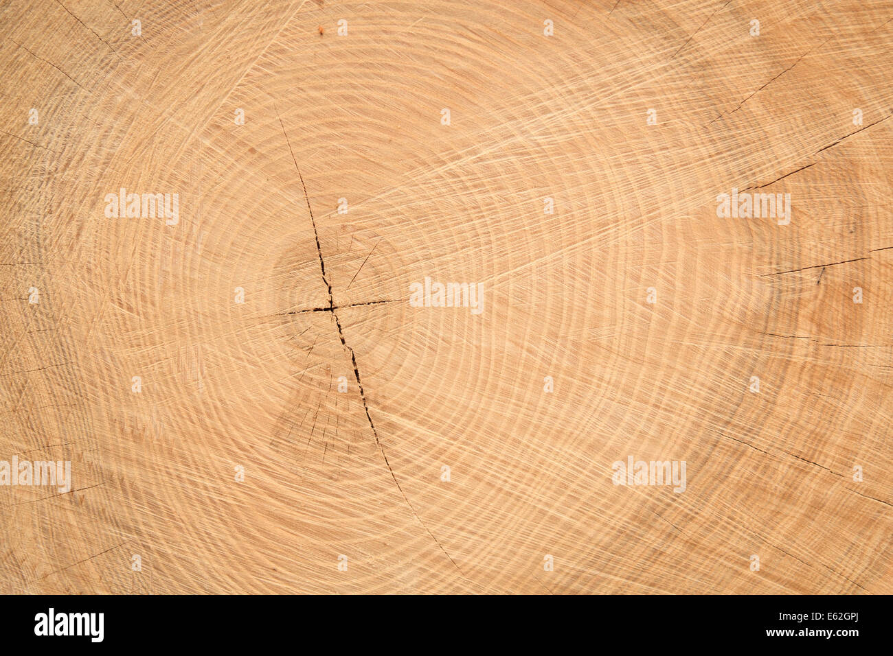 Close-up of a cross section of a tree stump Stock Photo - Alamy