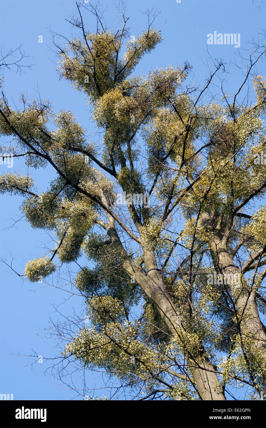 Tree with mistletoe - Viscum album Stock Photo - Alamy